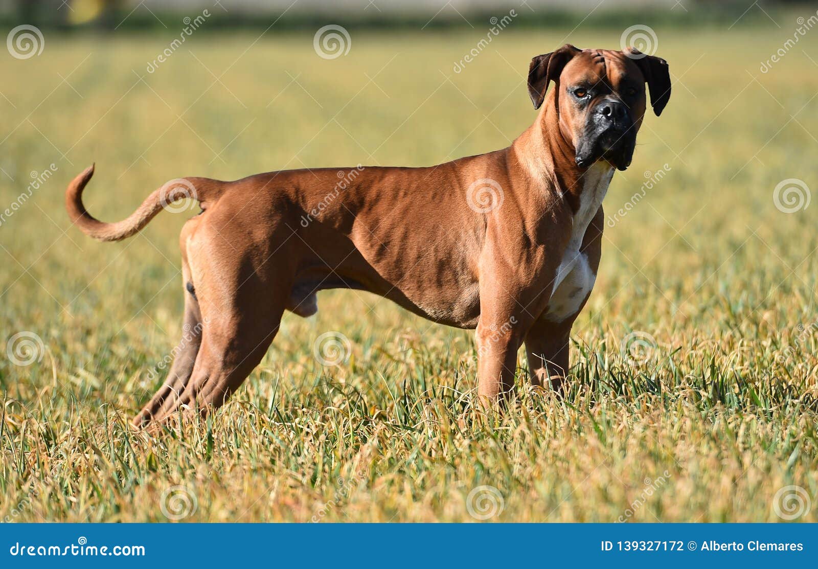 Boxer in the green field stock photo. Image of doggy - 139327172