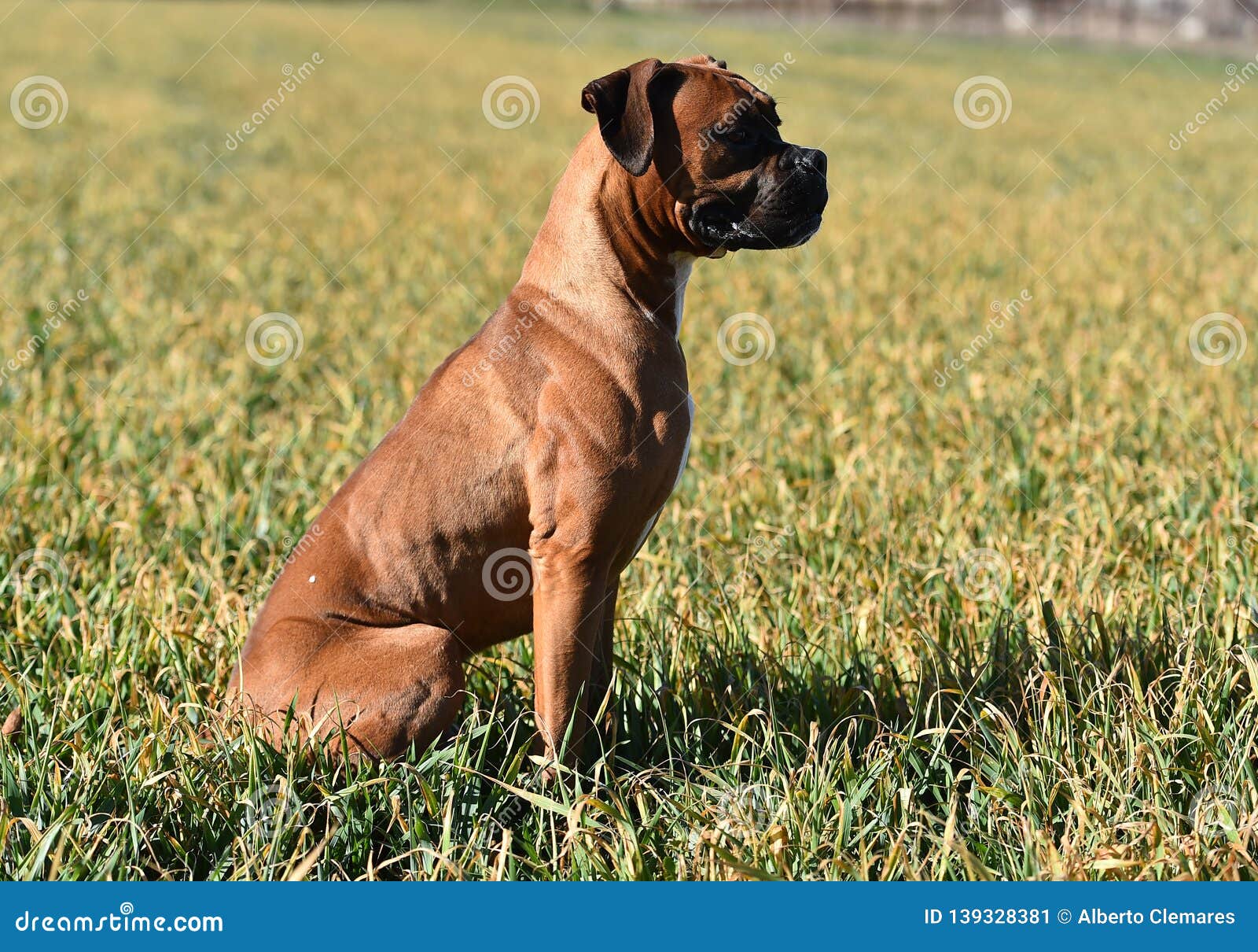 Boxer in the green field stock image. Image of field - 139328381