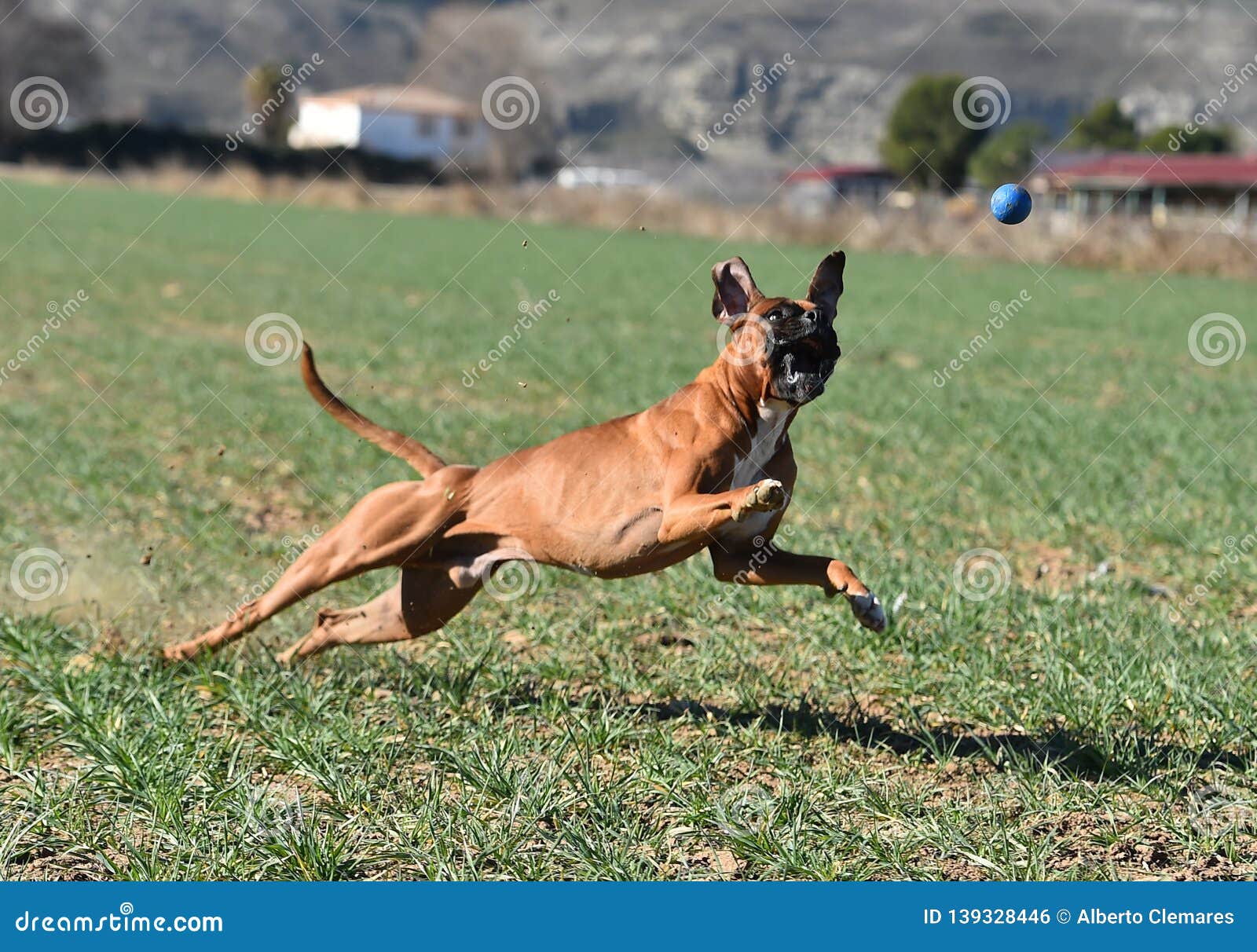 Boxer in the green field stock photo. Image of bravery - 139328446