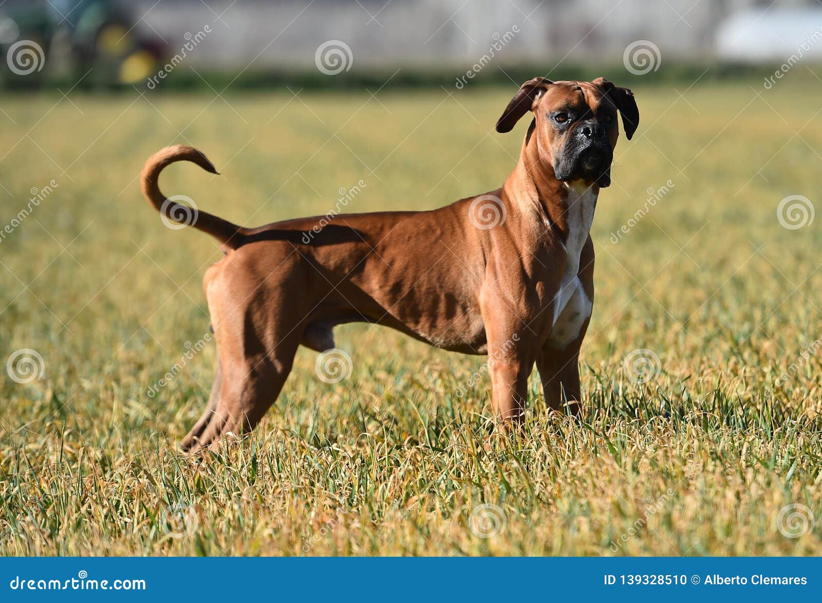 Boxer in the green field stock photo. Image of cute - 139328510