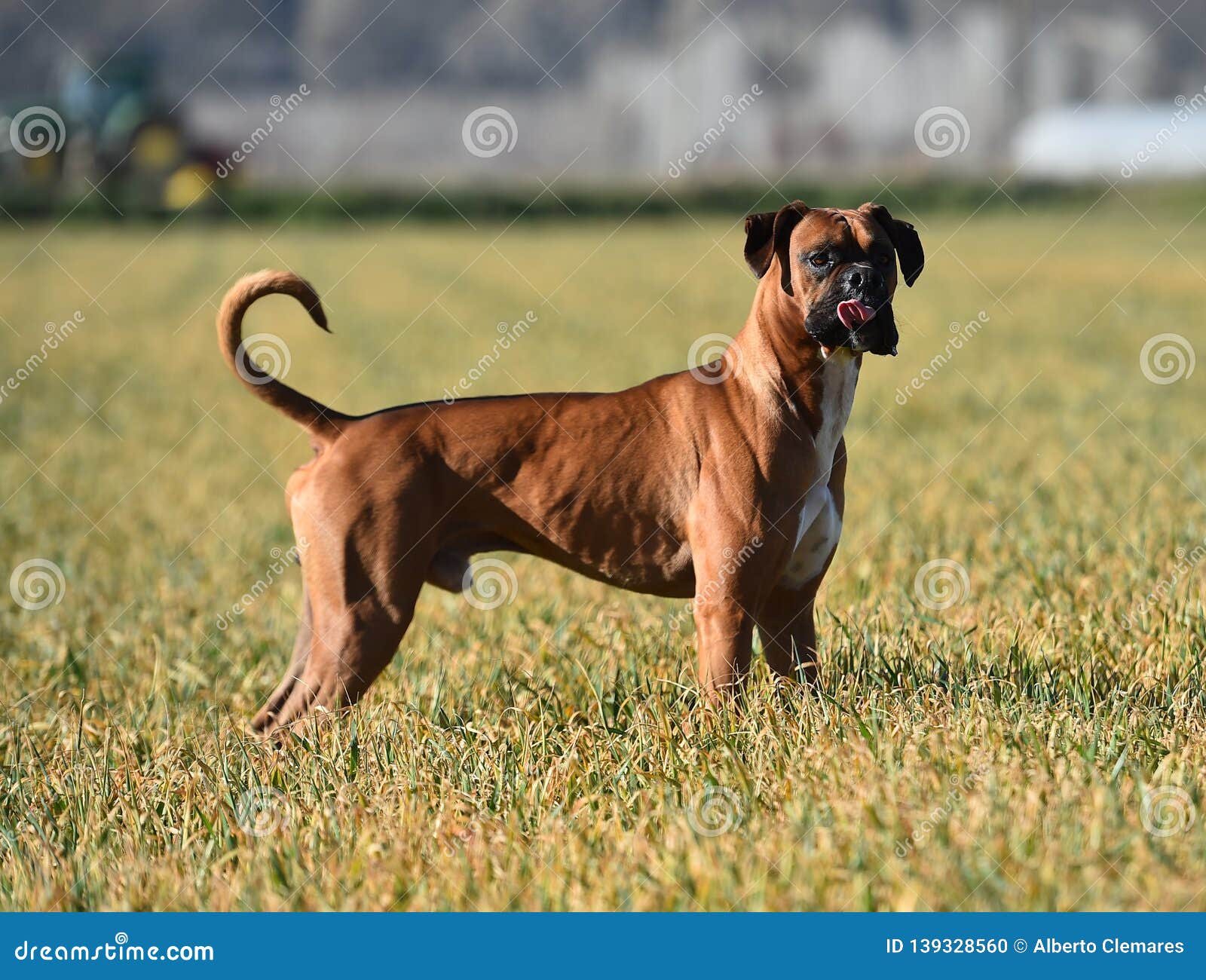 Boxer in the green field stock photo. Image of background - 139328560