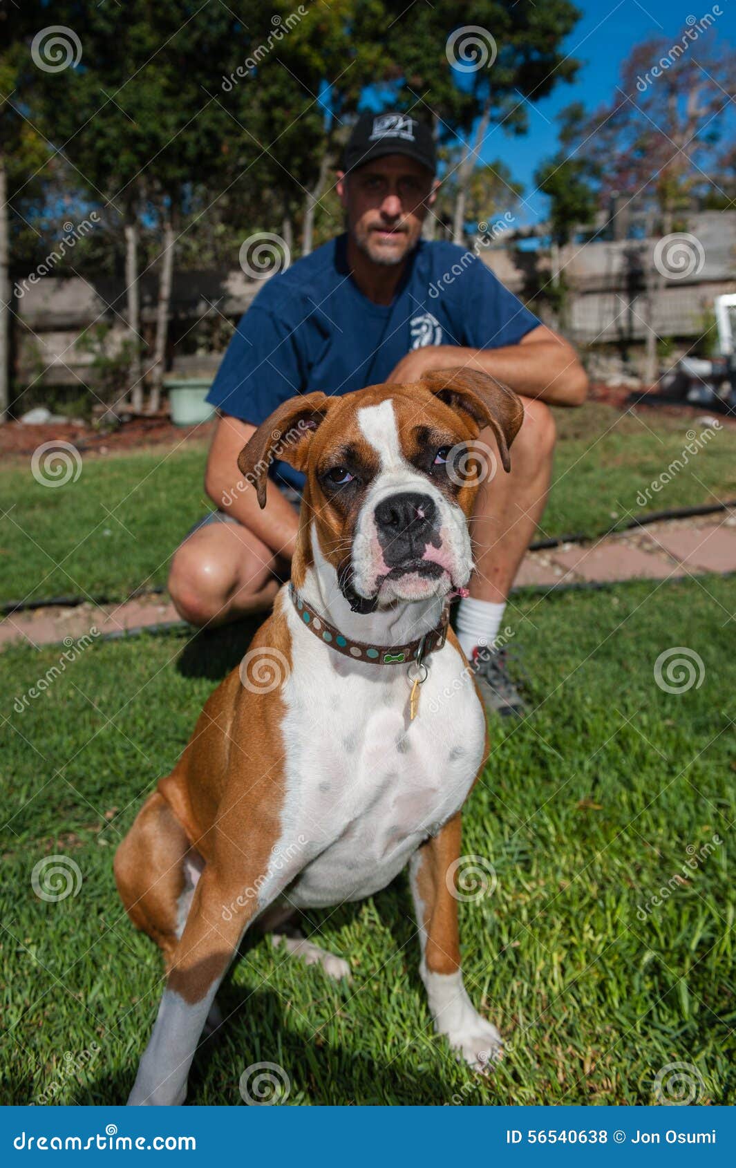 Boxer Has Master in the Background Stock Photo - Image of love, cute ...