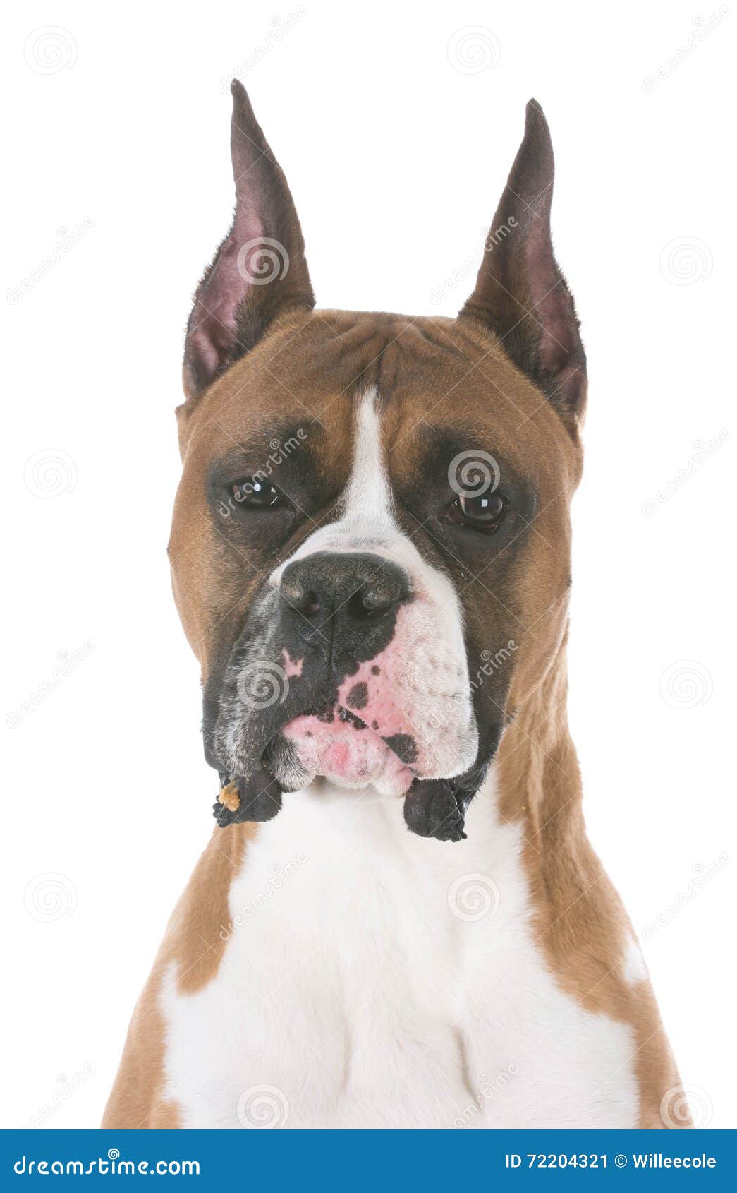 Boxer head portrait stock image. Image of boxer, alone - 72204321