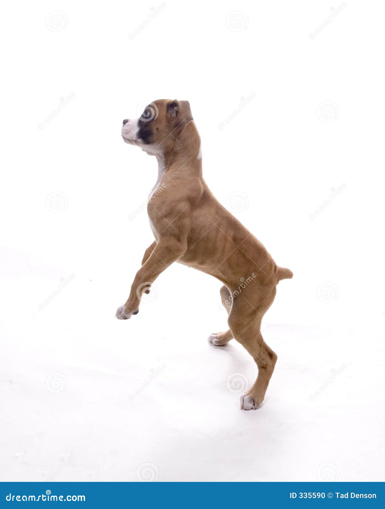 Boxer on hind legs stock photo. Image of playful, breed - 335590