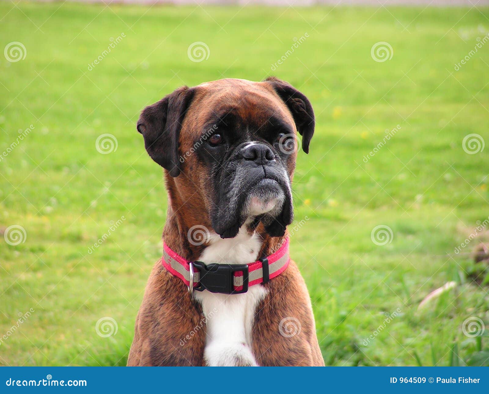 Boxer-Hund stockbild. Bild von boxer, einsam, tatze, nave - 964509