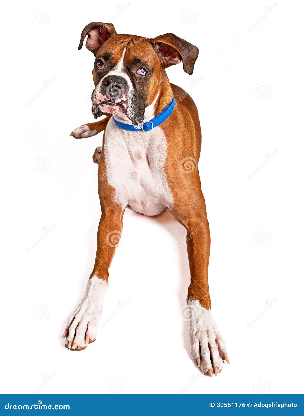 Boxer-Hund Mit Blindem Auge Und Geifer Stockfoto - Bild von reinrassig ...