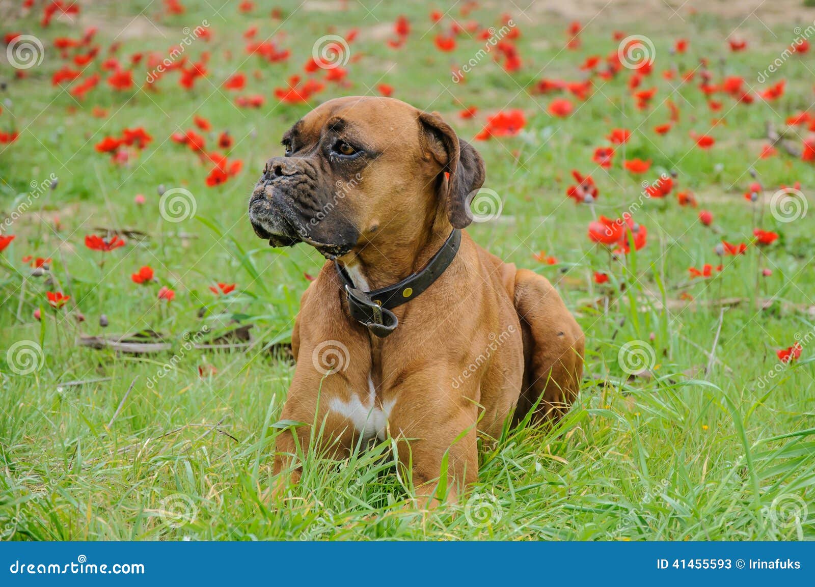 Boxer Lays on a Green Meadow of Flowers Stock Image - Image of feelings ...