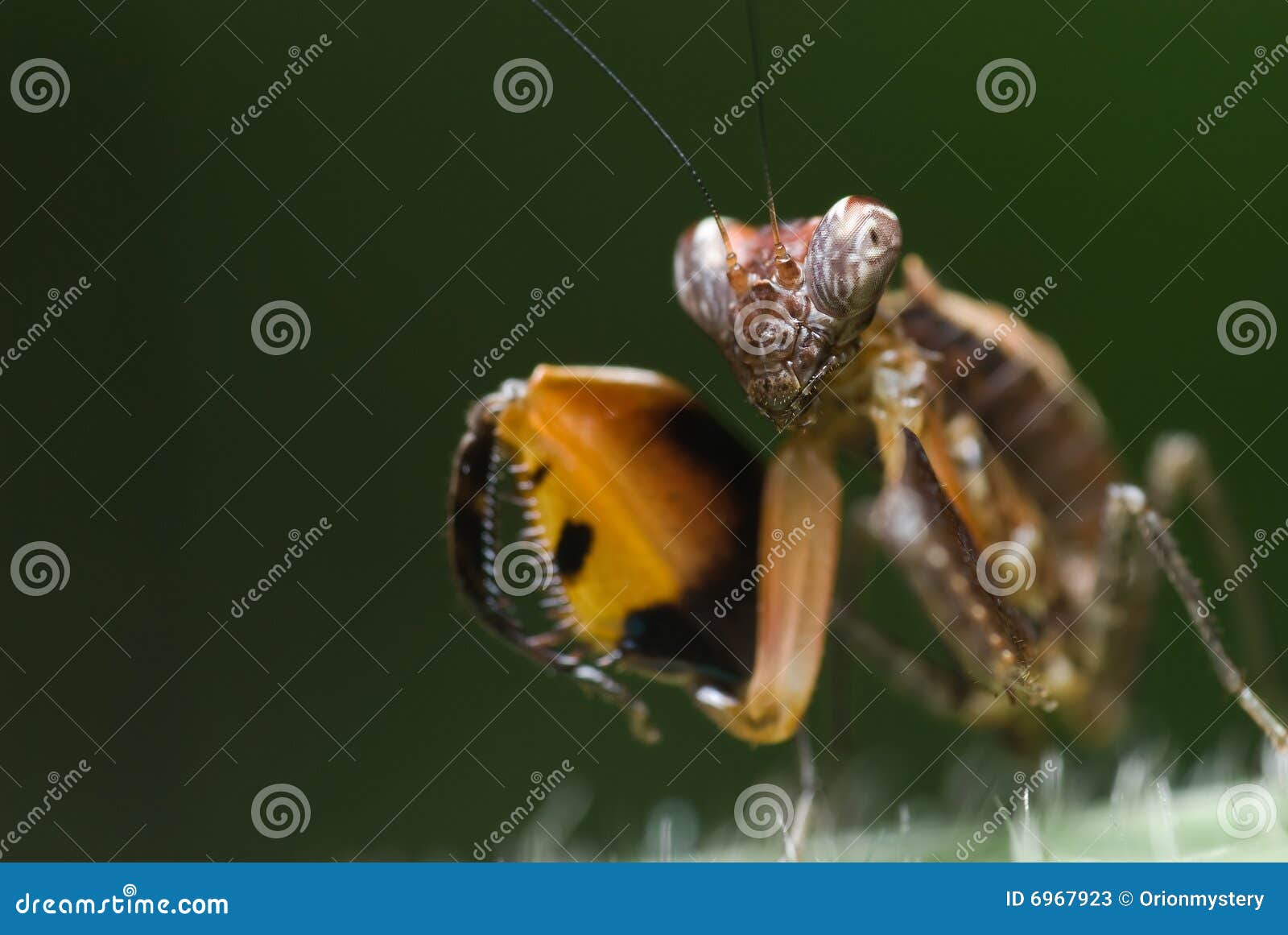 Boxer Mantis stock image. Image of green, boxer, animal - 6967923