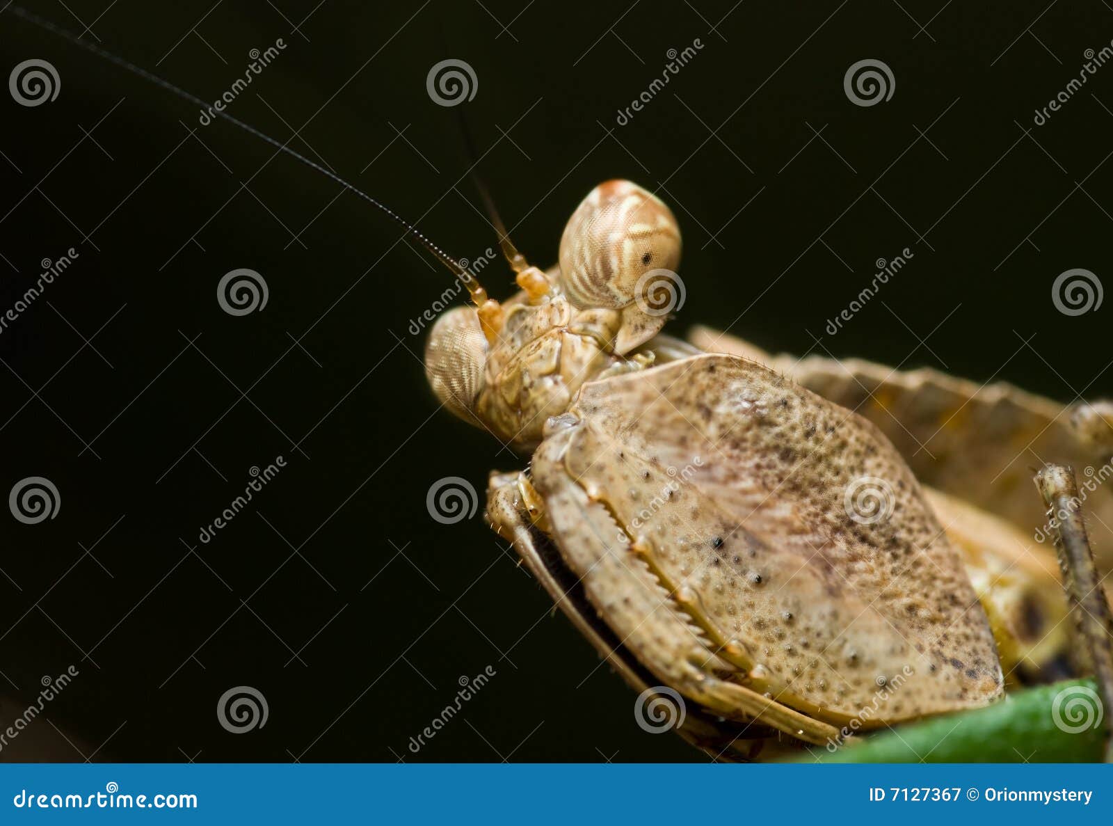 Boxer Mantis stock image. Image of wild, mantis, dark - 7127367