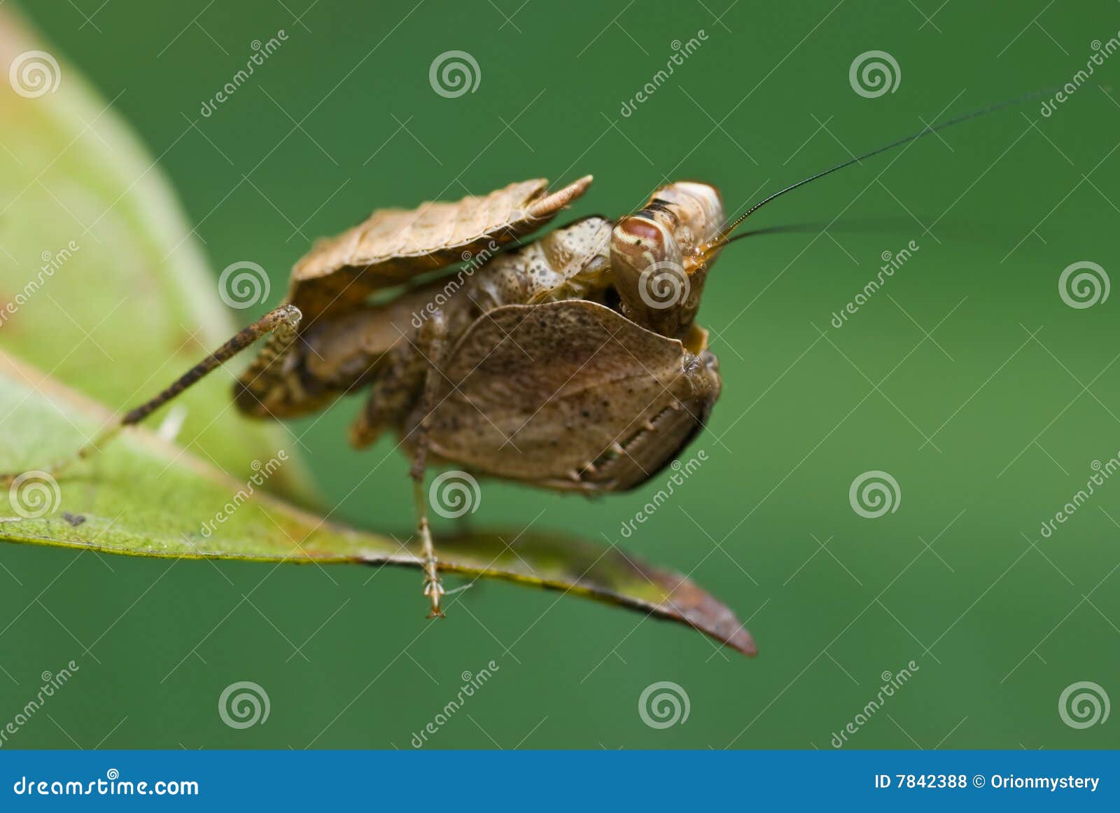 Boxer Mantis stock photo. Image of brown, outdoor, macro - 7842388