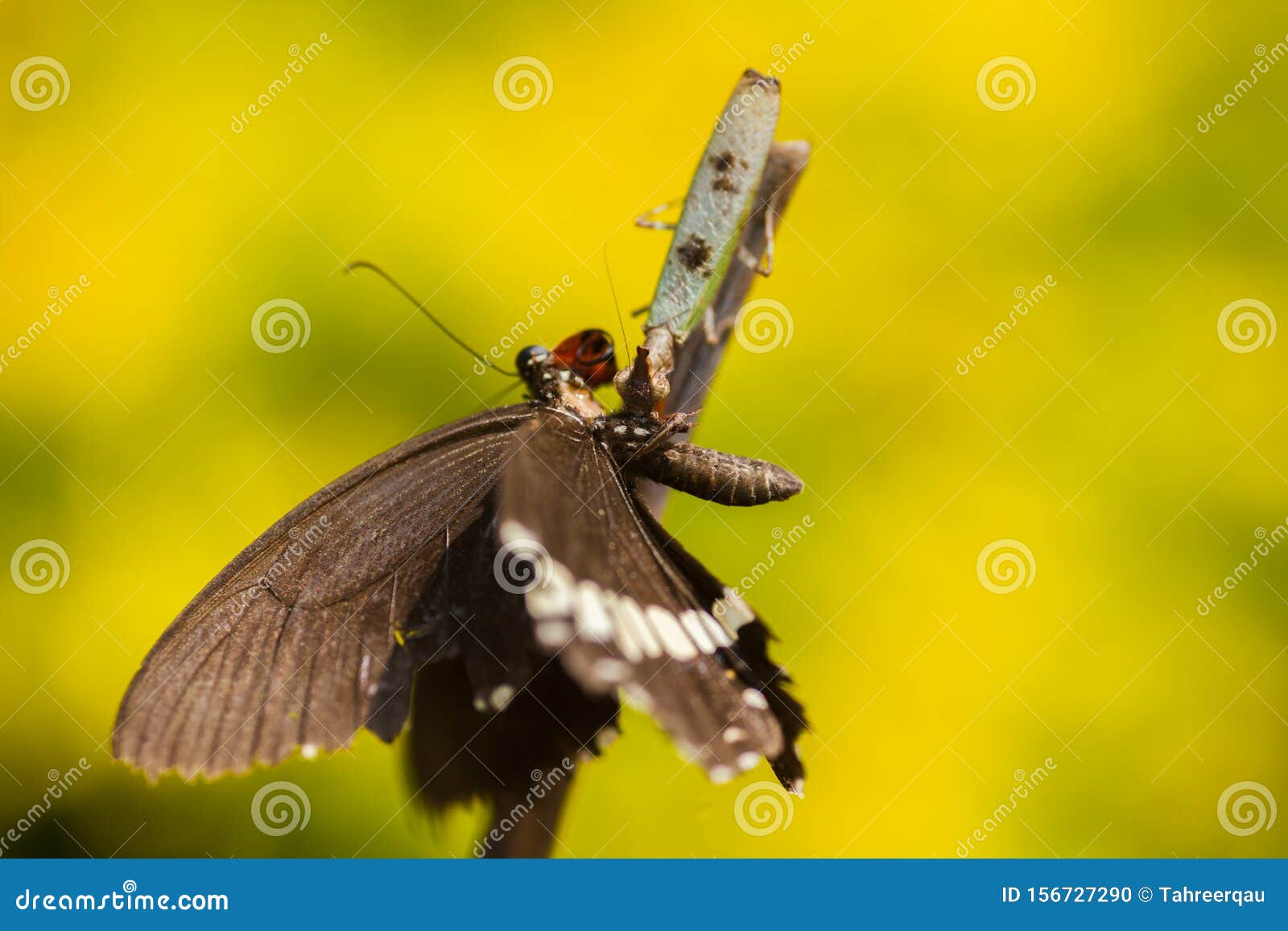 A Boxer Mantis Eating A Common Mormon Butterfly Royalty-Free Stock ...