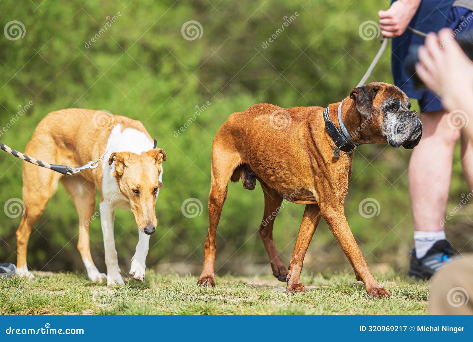 The Boxer is a Medium To Large, Short-haired Dog Breed of, Developed in ...