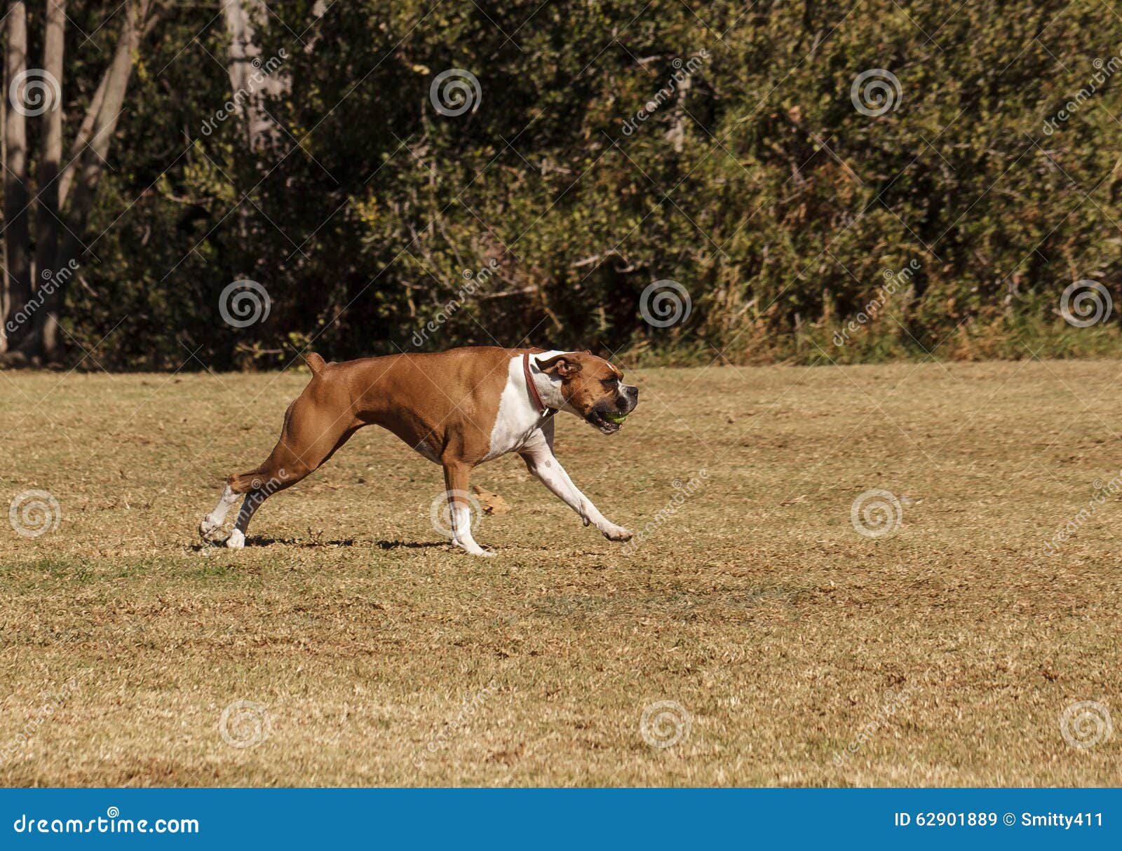 Boxer mix dog playing stock image. Image of nature, competition - 62901889