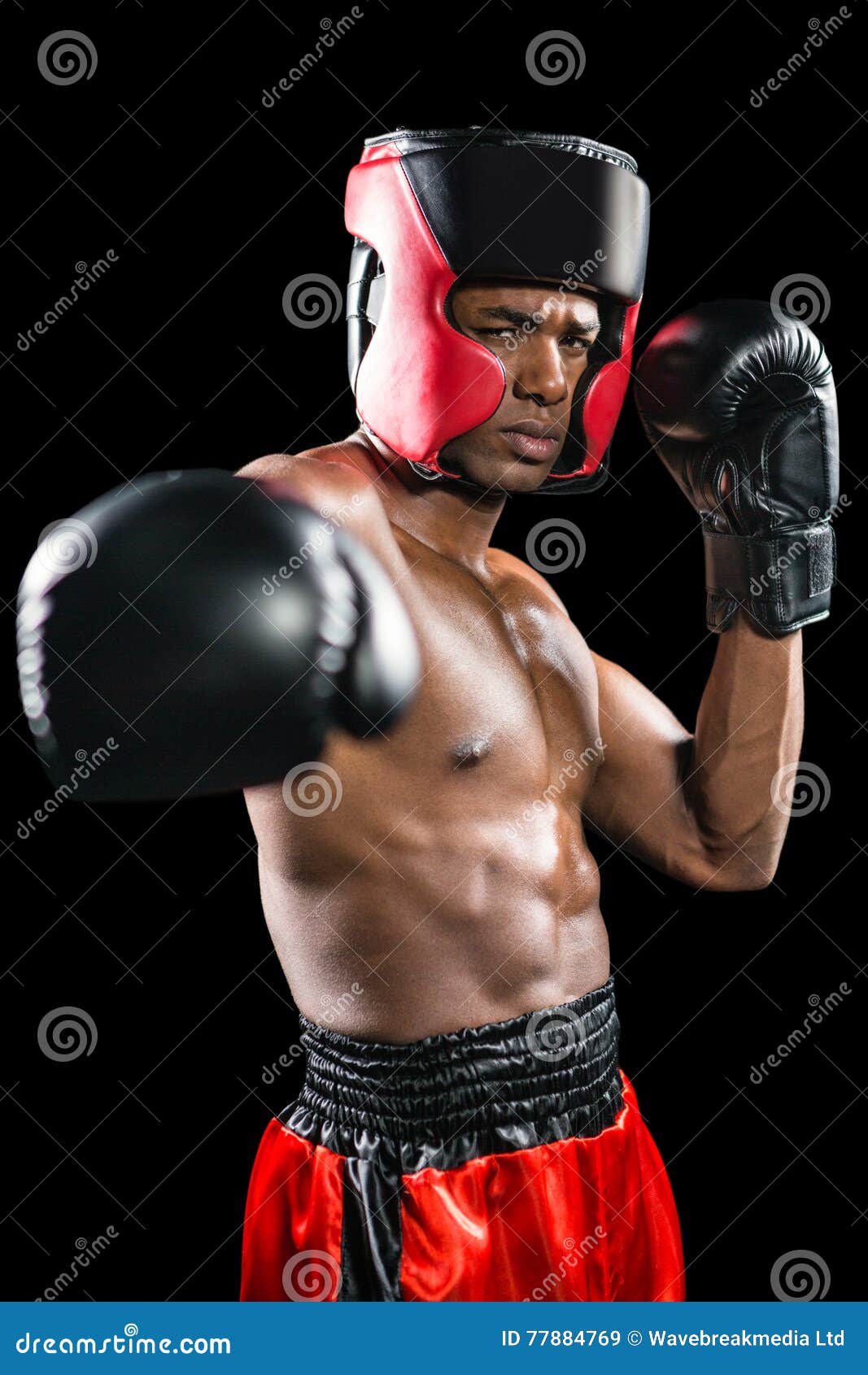 Boxer Performing Upright Stance Stock Image - Image of front, native ...