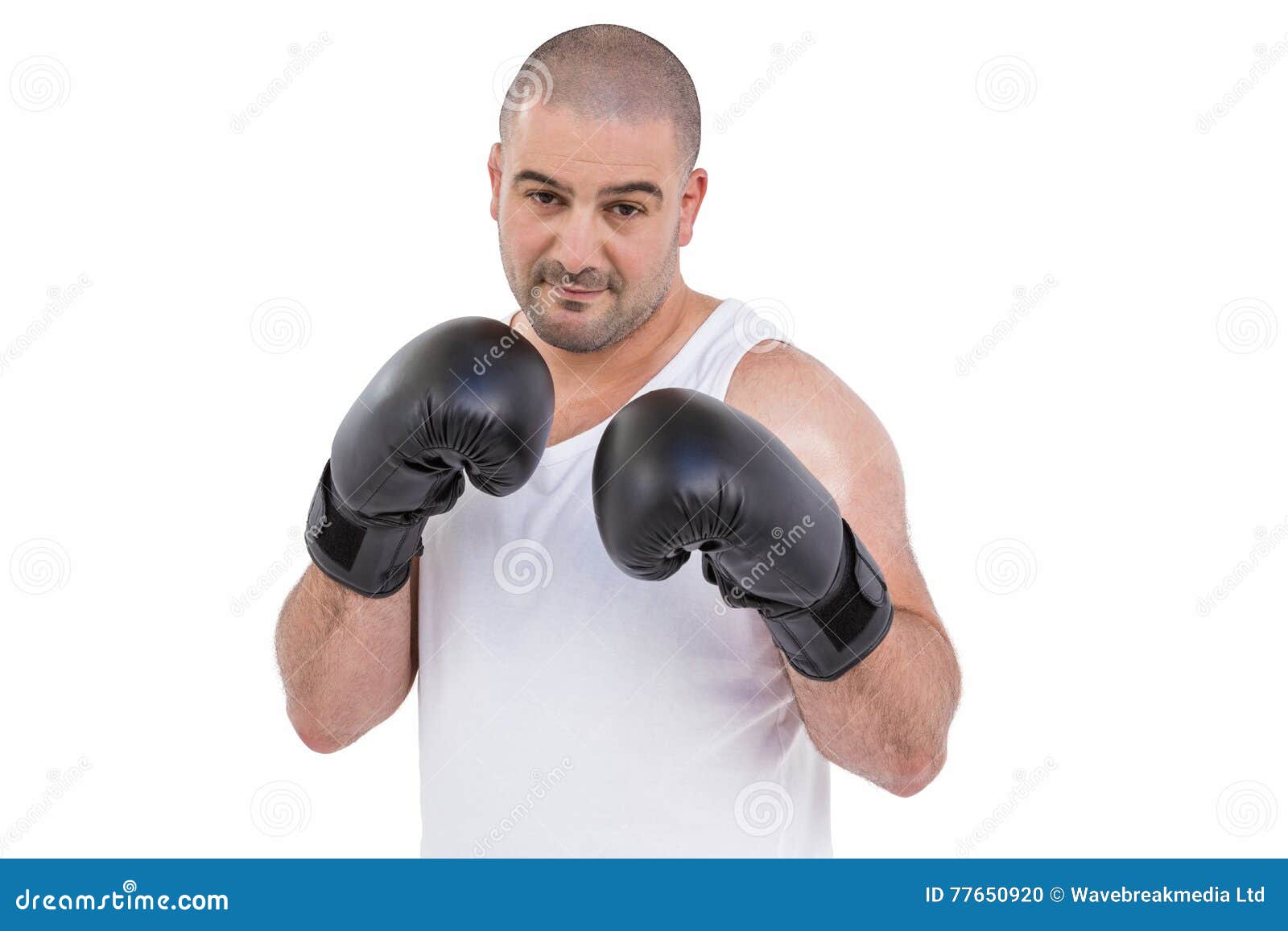 Boxer Performing Upright Stance Stock Photo - Image of background ...