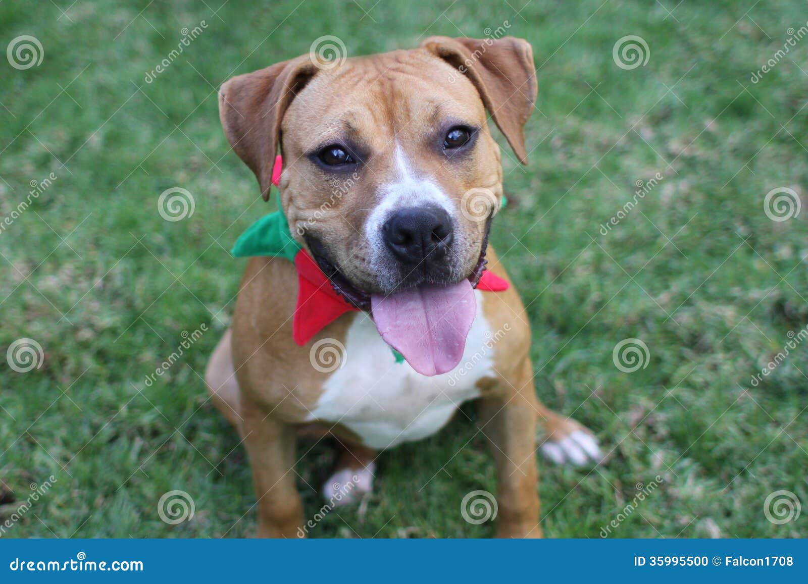 Boxer and Pitbull mix stock photo. Image of young, mutt - 35995500