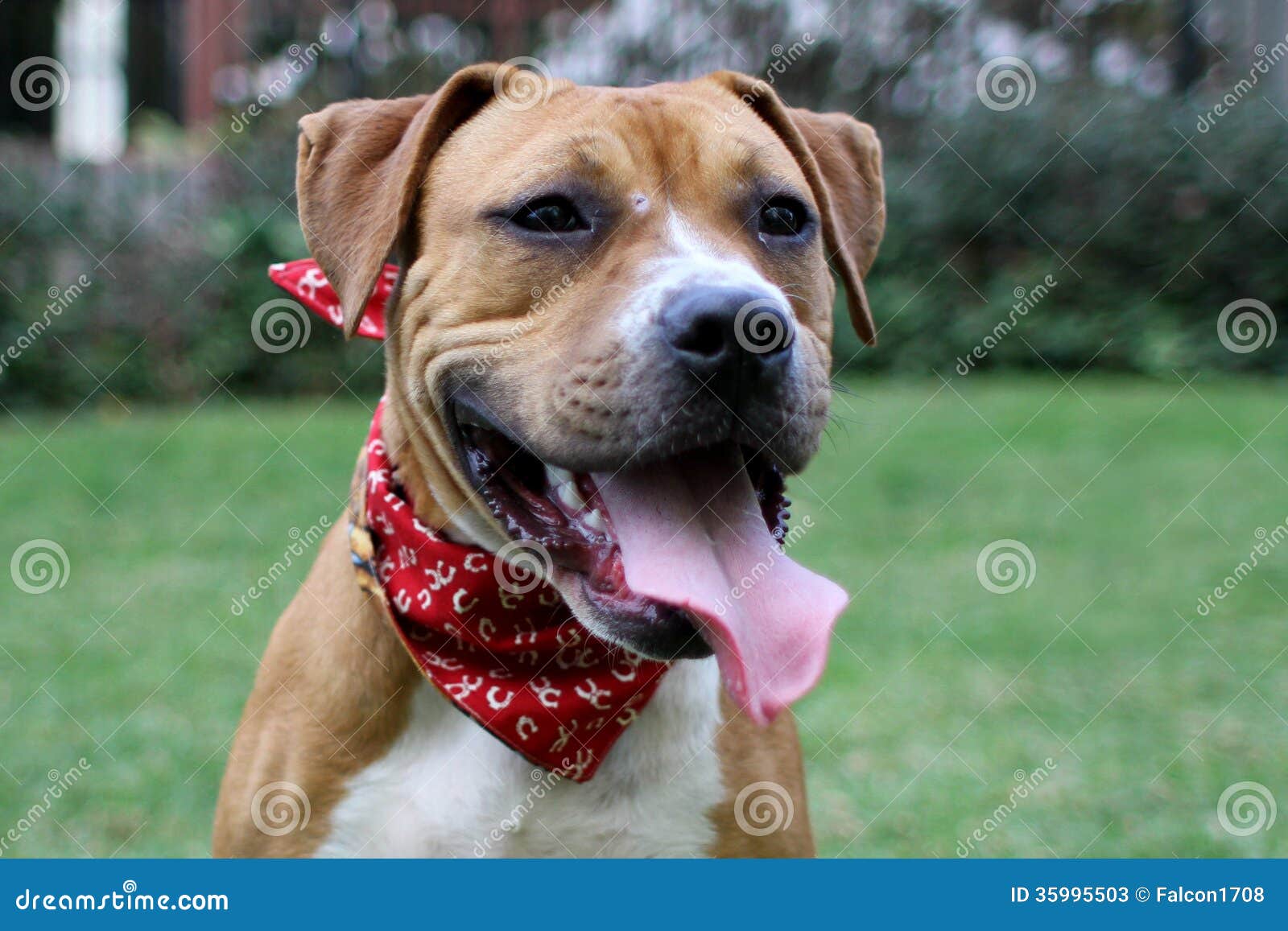 Boxer and Pitbull mix stock image. Image of pitbull, snout - 35995503