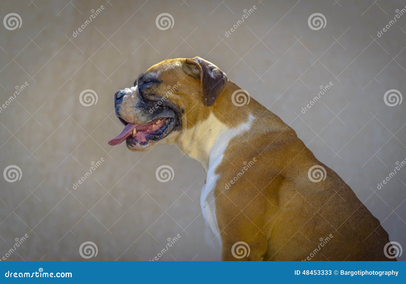 Boxer profile stock image. Image of nose, face, front - 48453333