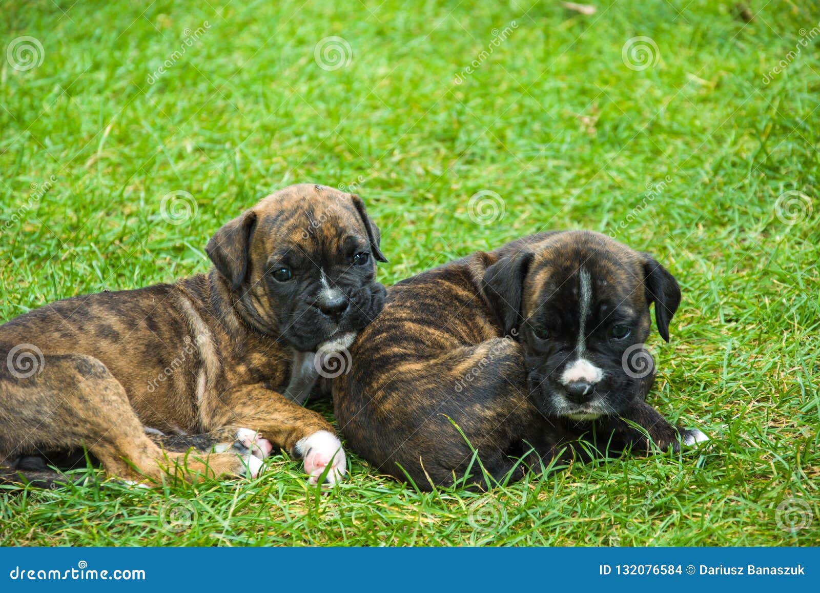 Boxer Puppies Lying on Green Grass Stock Photo - Image of dogs, animals ...