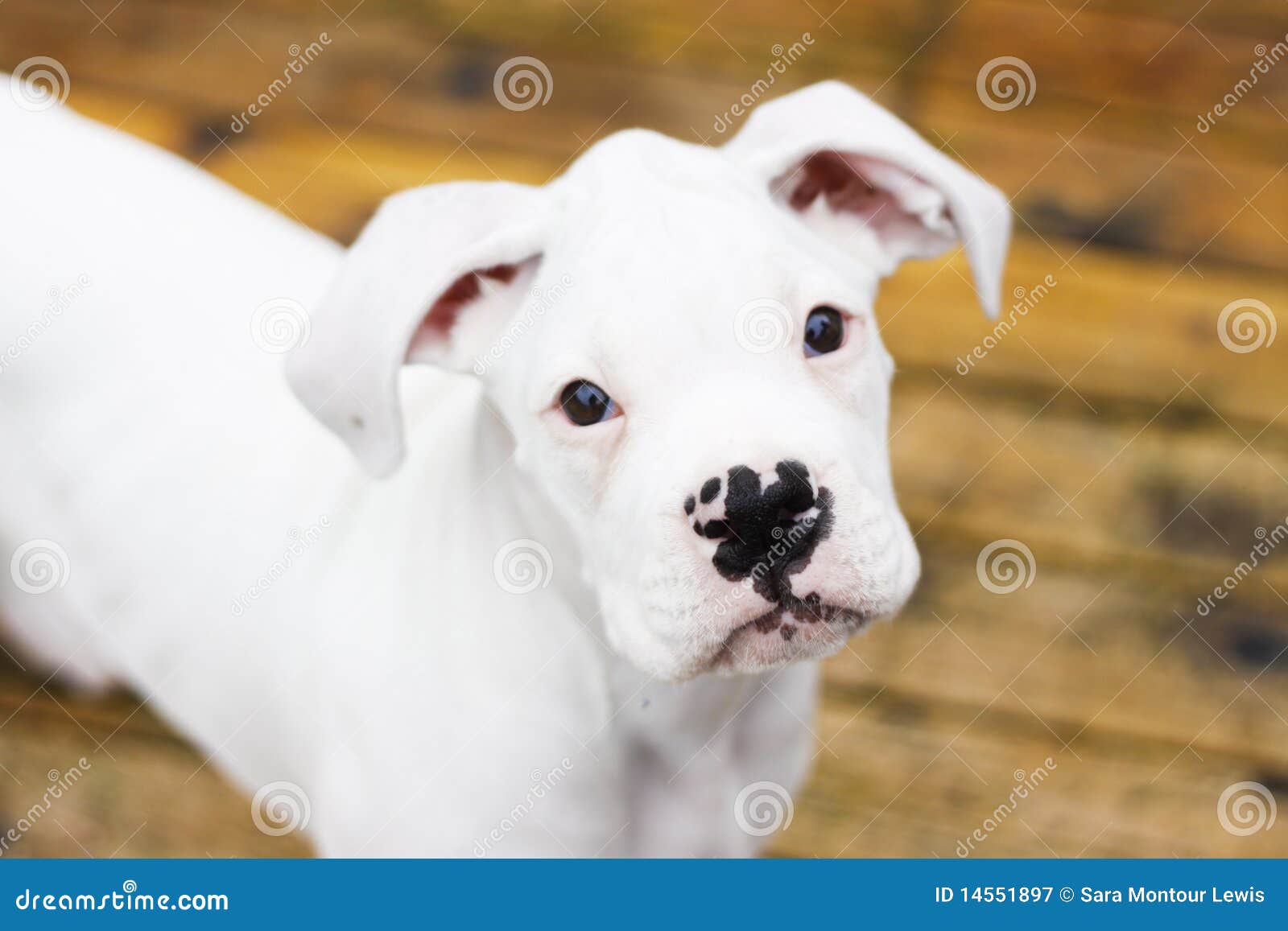 Boxer Puppy stock image. Image of portraits, face, puppies - 14551897