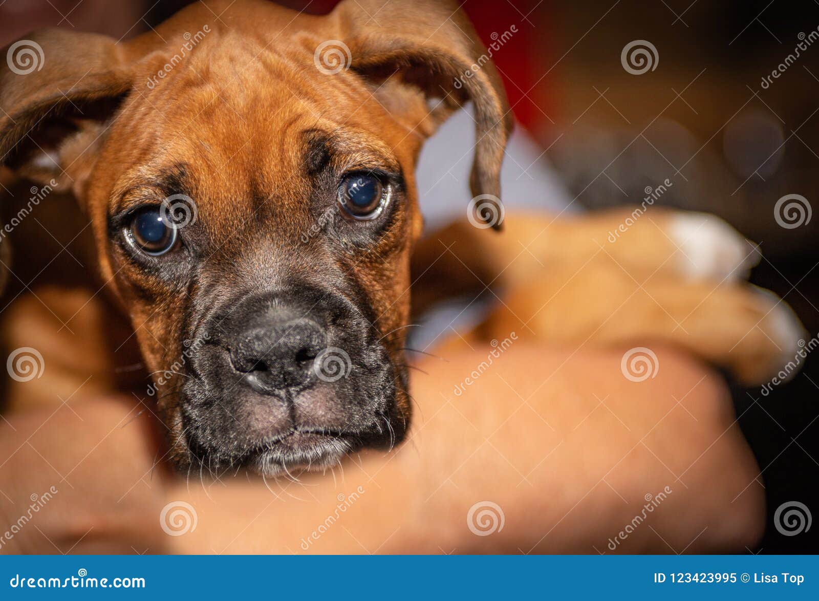 Puppy Being Held Stock Photos - Royalty Free Images