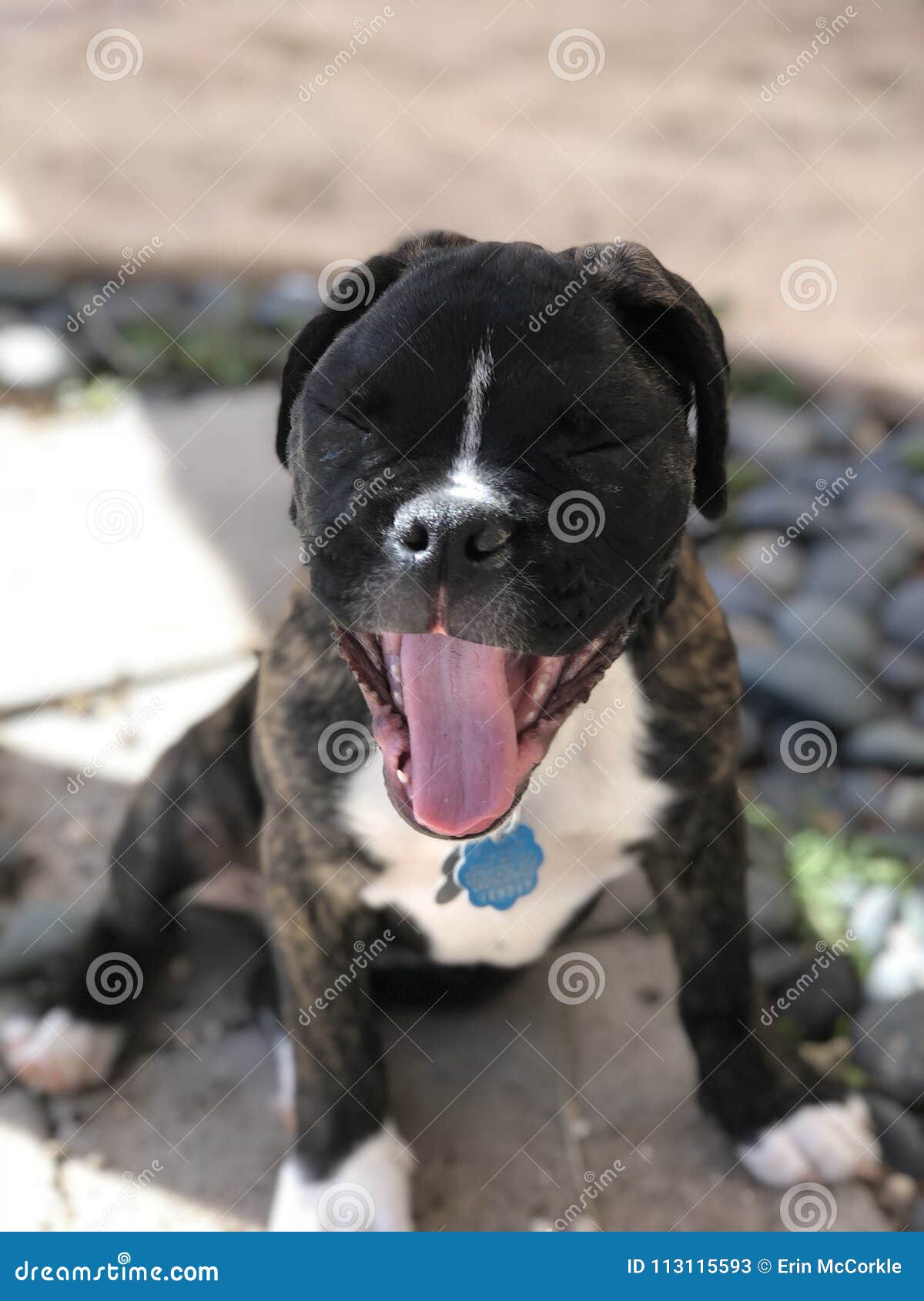 Boxer puppy stock image. Image of boxer, outside, yawn - 113115593