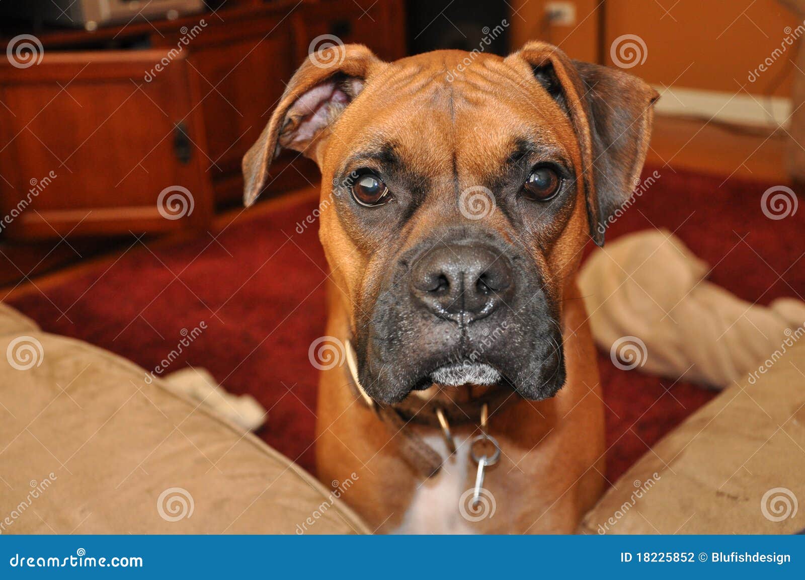 Boxer puppy dog face stock photo. Image of horizontal - 18225852