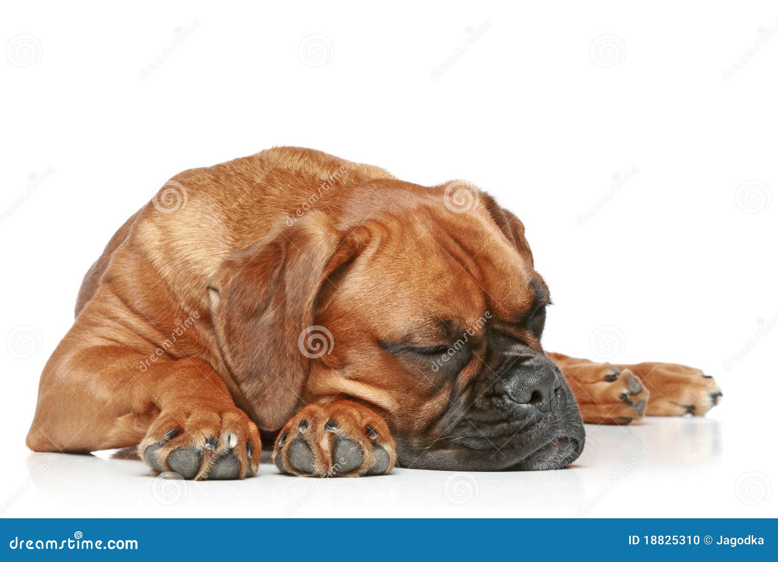 216 Sleeping Brown Boxer Stock Photos - Free & Royalty-Free Stock ...