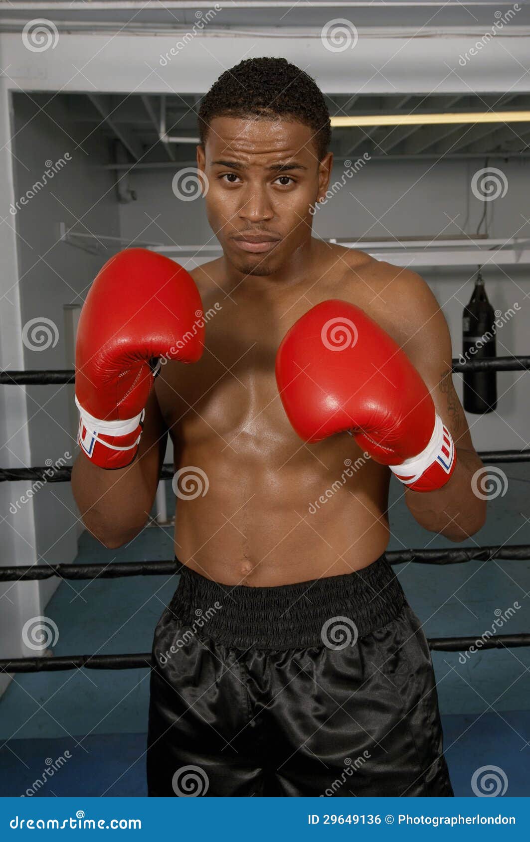 Boxer Ready for a Fight stock photo. Image of looking - 29649136