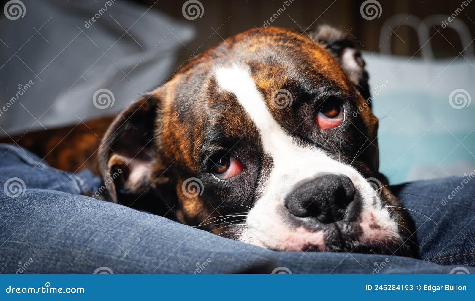 Boxer Relaxing on Bed at Home Stock Image - Image of little, indoors ...