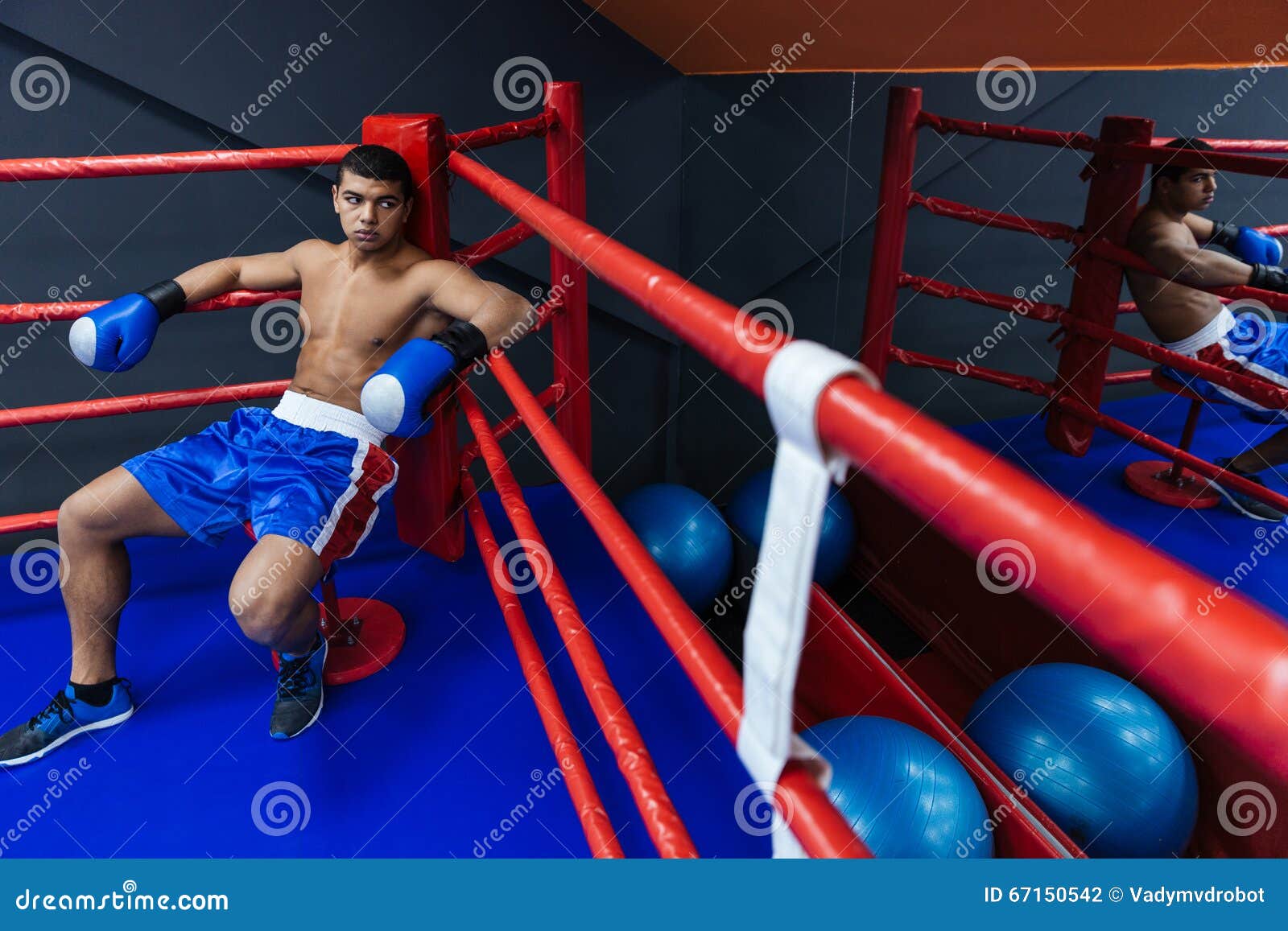 Boxer Resting in Boxing Ring Stock Photo - Image of resting, muscular ...
