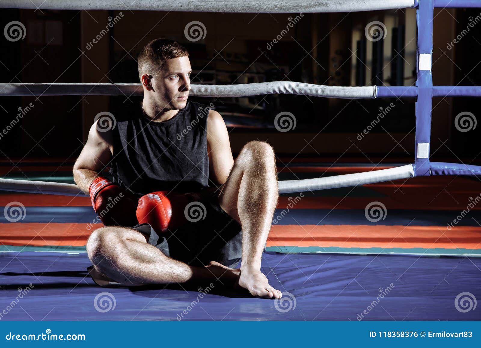 Boxer Resting in Boxer Ring Stock Photo - Image of attractive ...