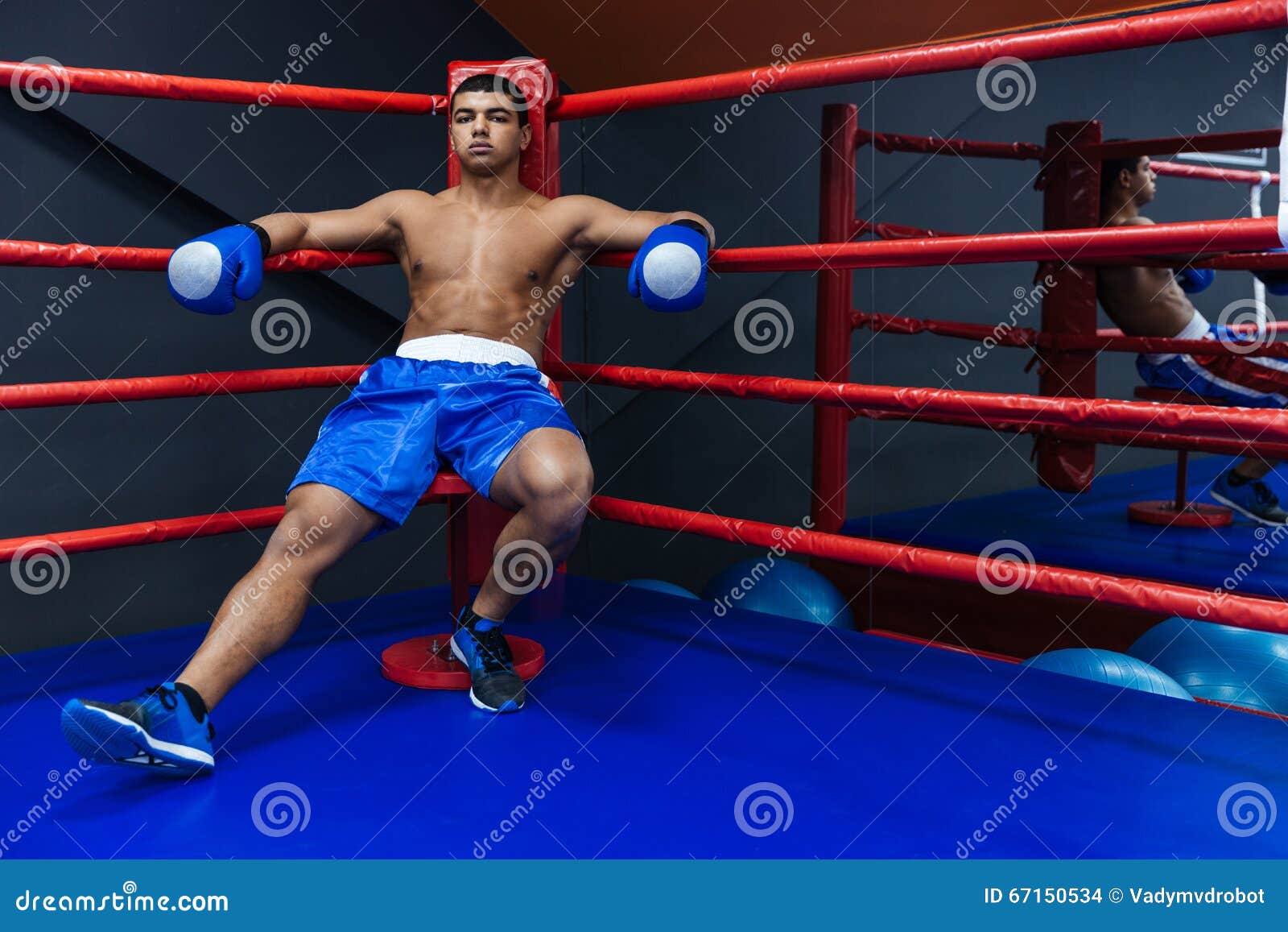 Boxer resting stock photo. Image of boxer, strength, male - 67150534