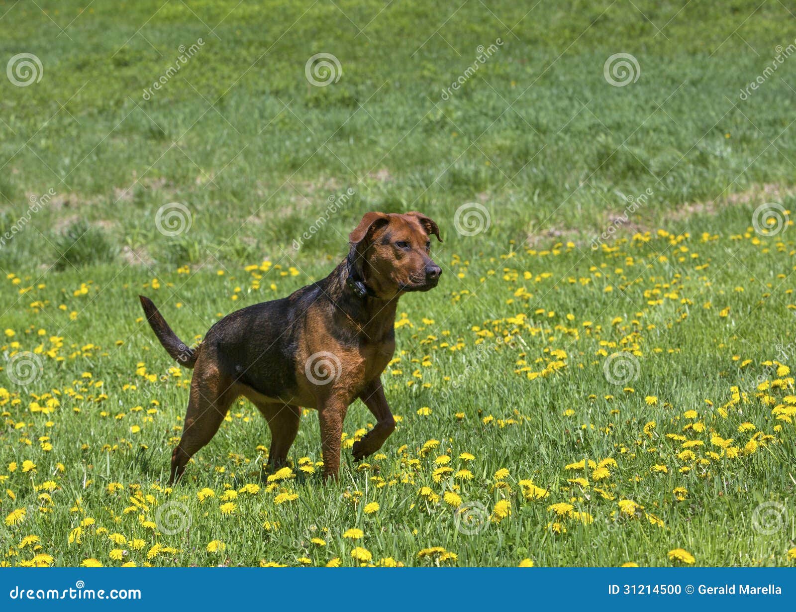 Boxer Shepherd Mixed Breed Dog Stock Photo - Image of breed, grassy ...