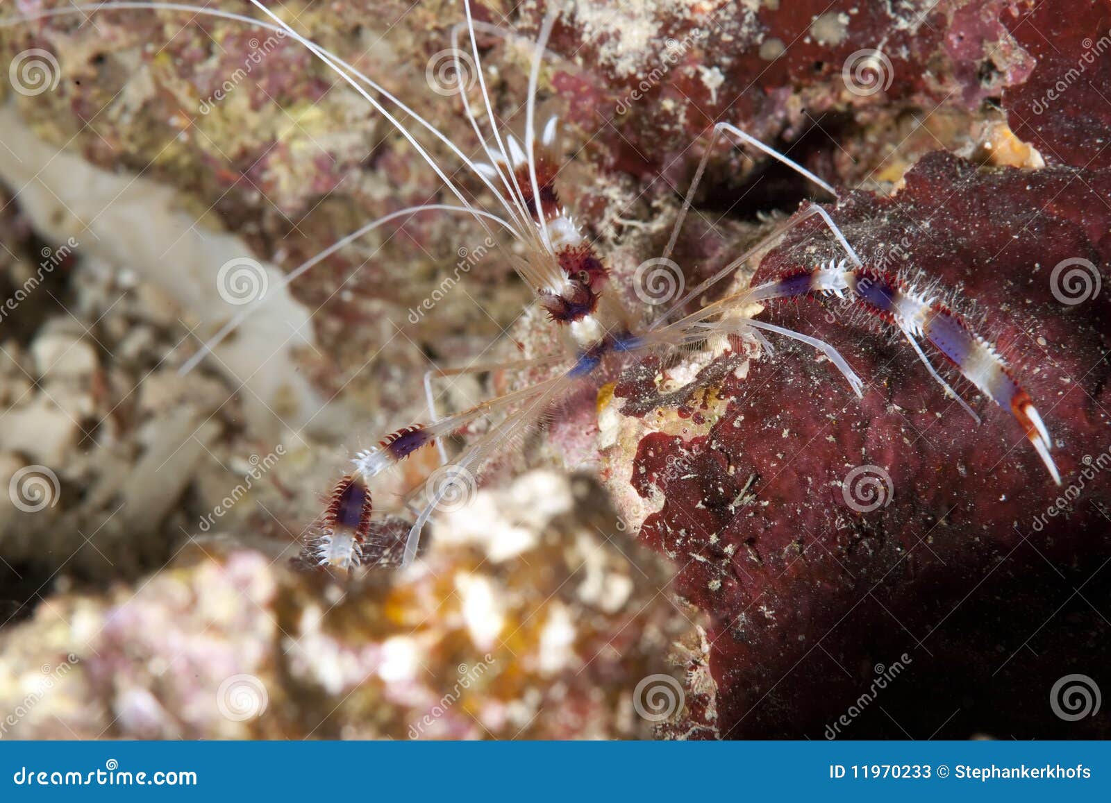Boxer shrimp stock image. Image of relaxation, seascape - 11970233