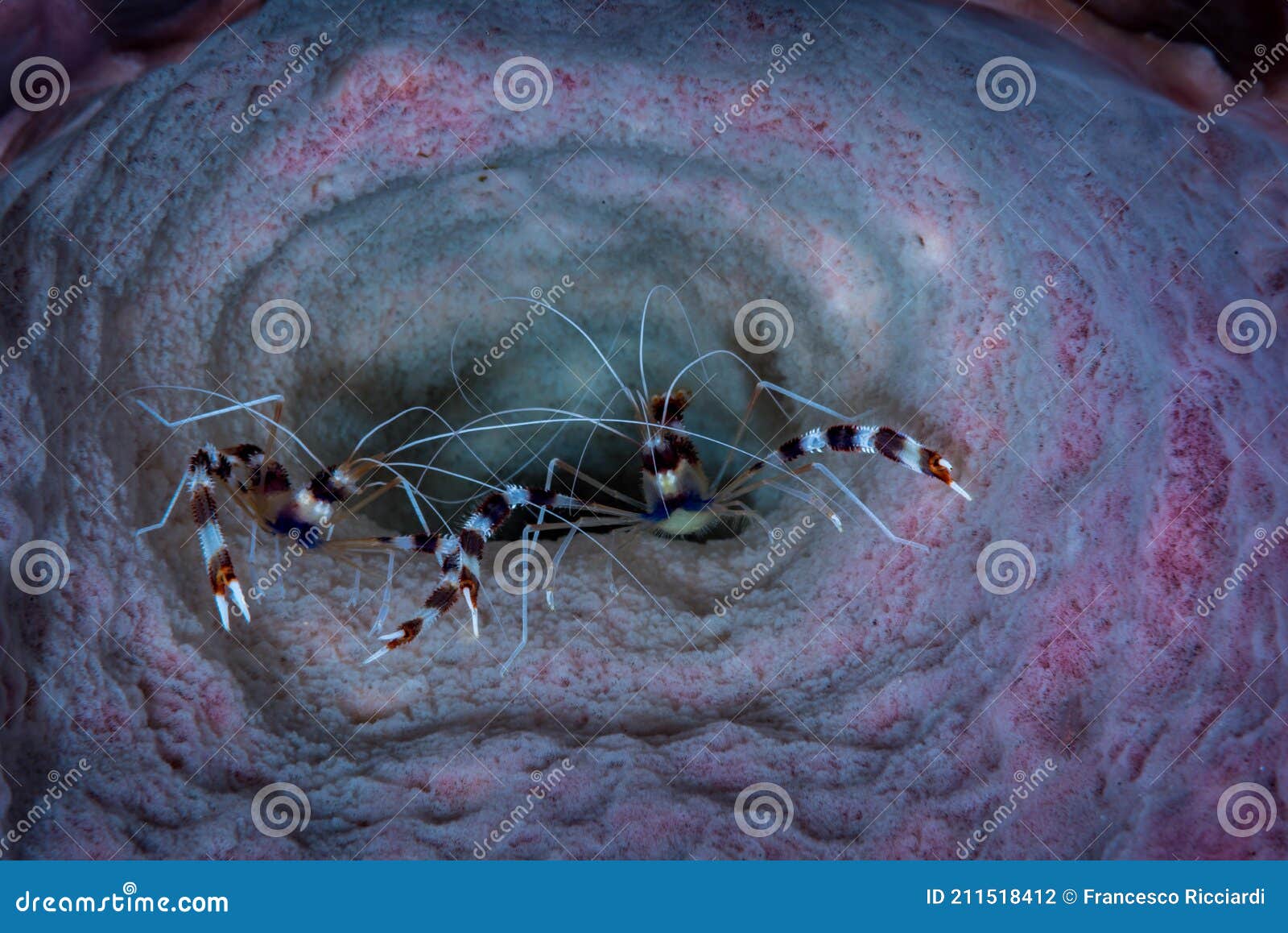 Boxer Shrimp Stenopus Hispidus Stock Photo - Image of fish, shrimp ...
