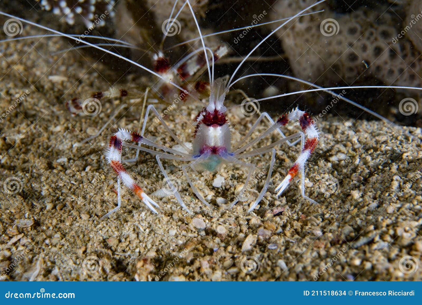 Boxer Shrimp Stenopus Hispidus Stock Photo - Image of nature, ocean ...