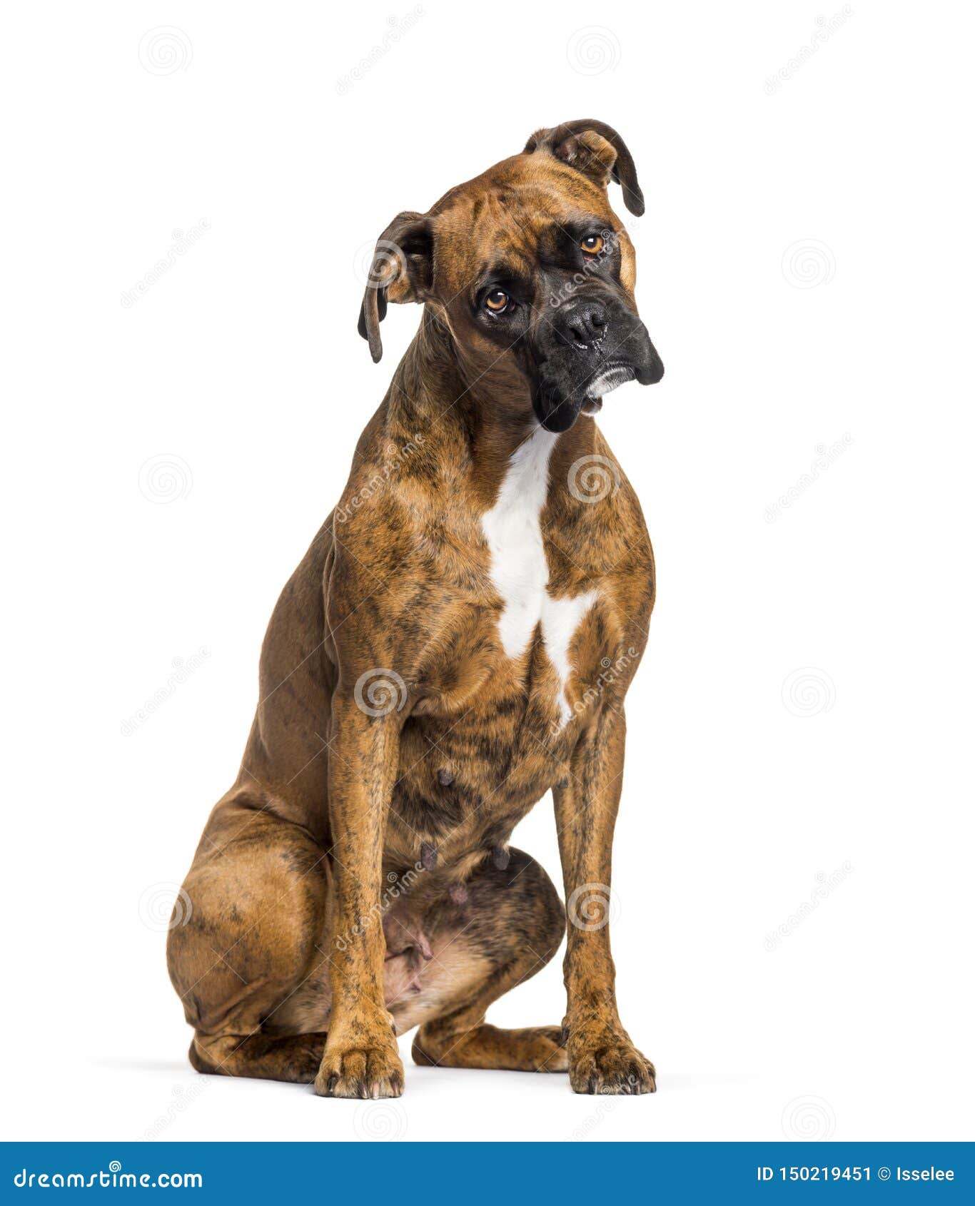Boxer Sitting In Boxing Ring Stock Image | CartoonDealer.com #67150633