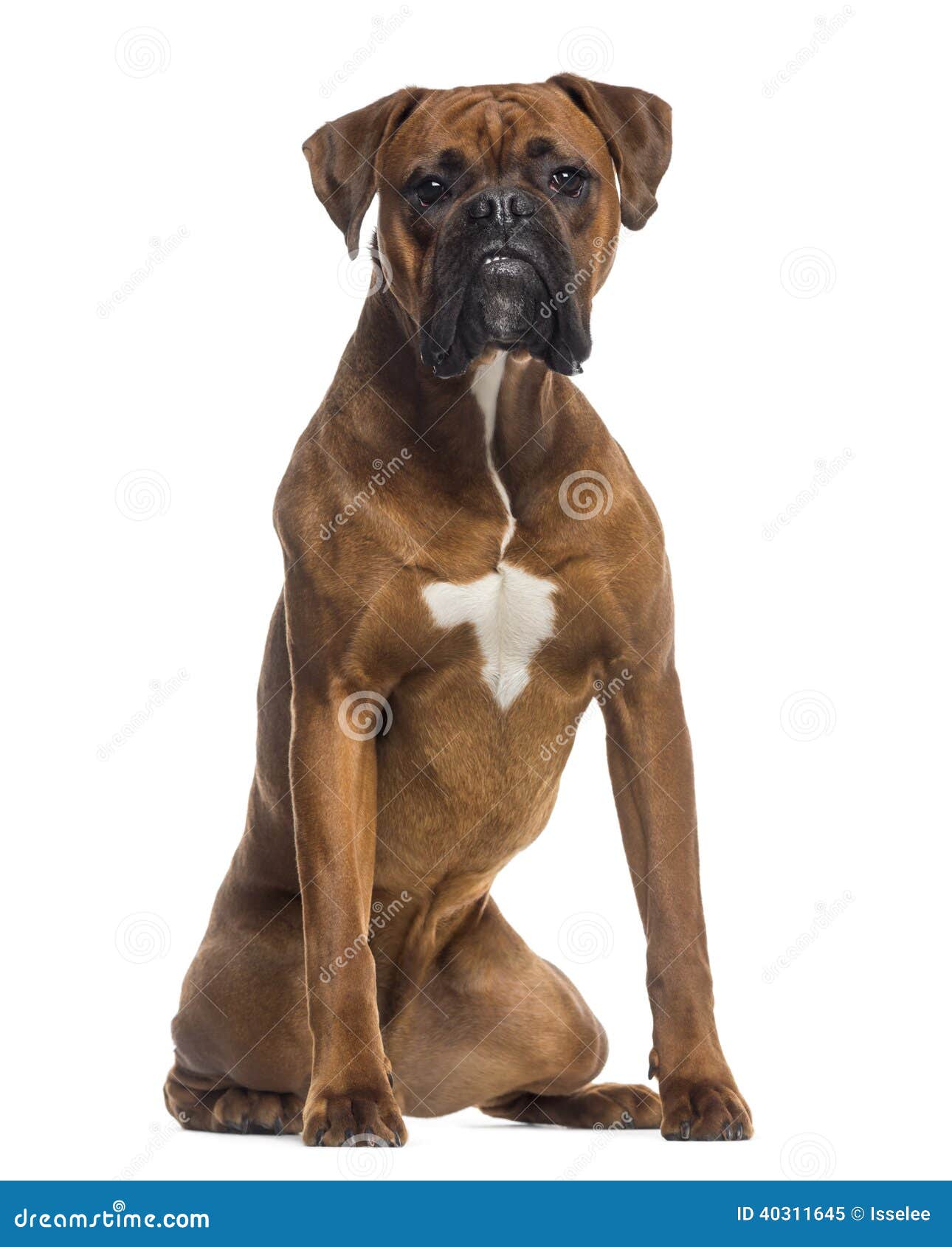 Boxer Sitting (10 Months Old) Stock Image - Image of vertebrate, white ...