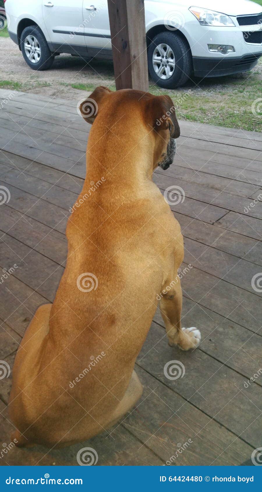 Boxer editorial image. Image of sitting, friend, watching - 64424480