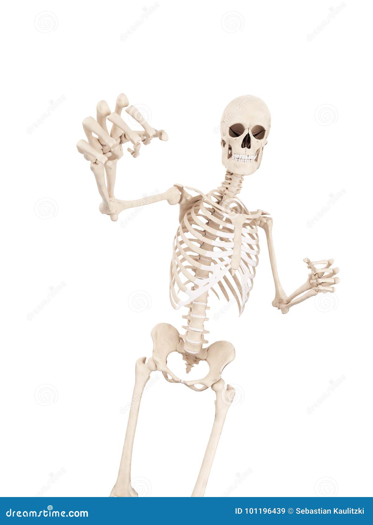 A boxer skeleton stock illustration. Illustration of graphic - 101196439