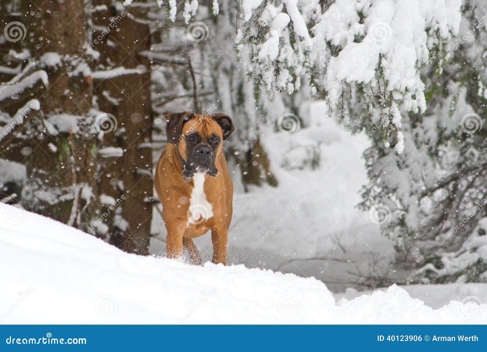 Boxer in the snow stock photo. Image of falling, forest - 40123906