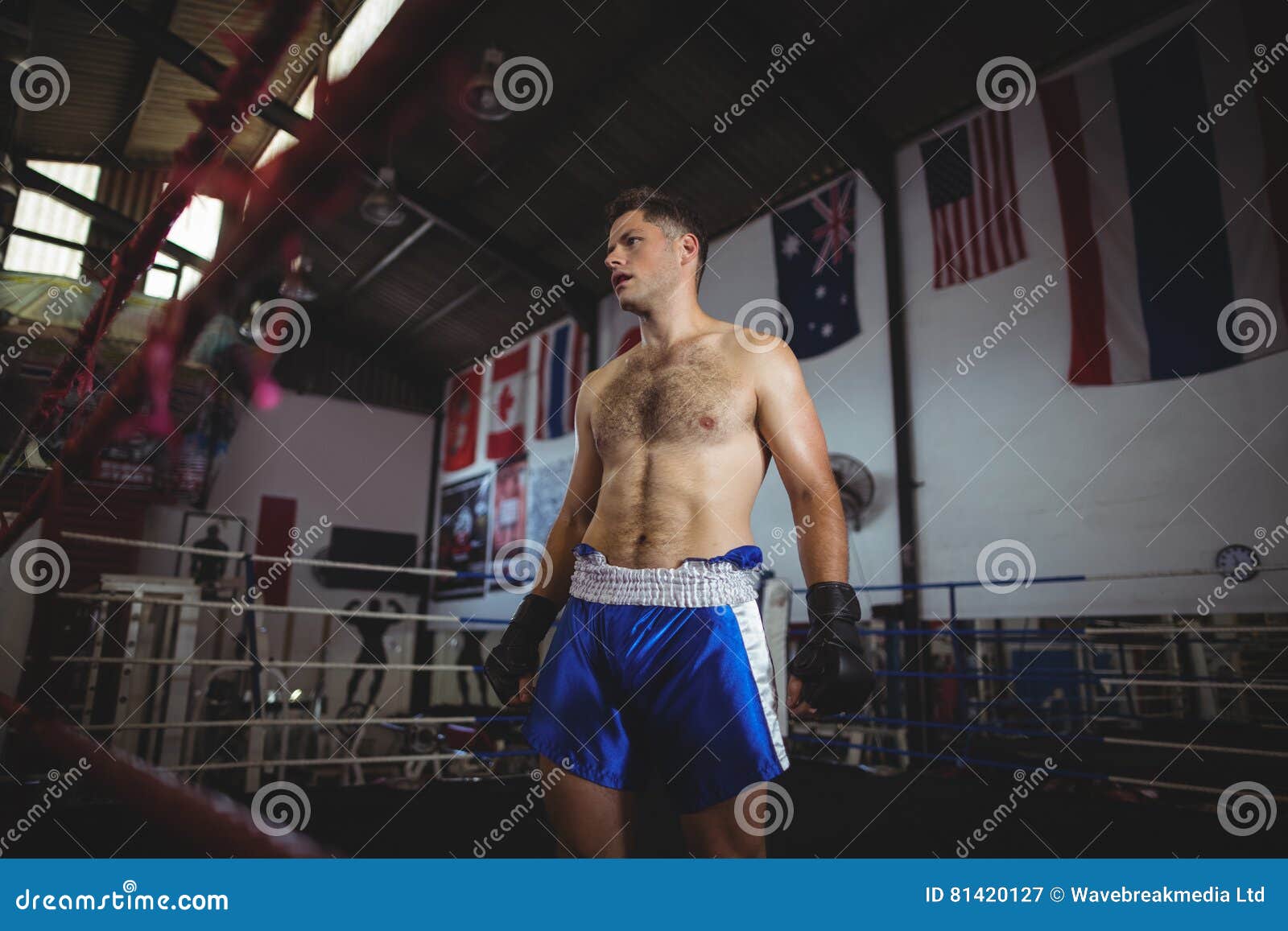 Boxer Standing In Boxing Ring Stock Image | CartoonDealer.com #81420127