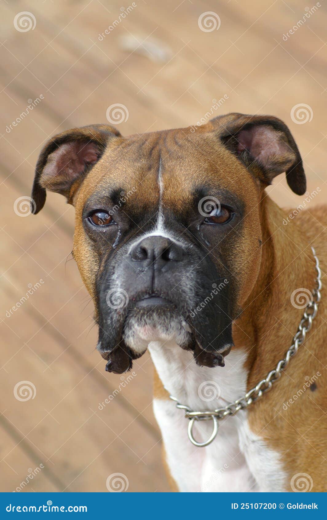 Boxer stare down stock photo. Image of loyal, canine - 25107200