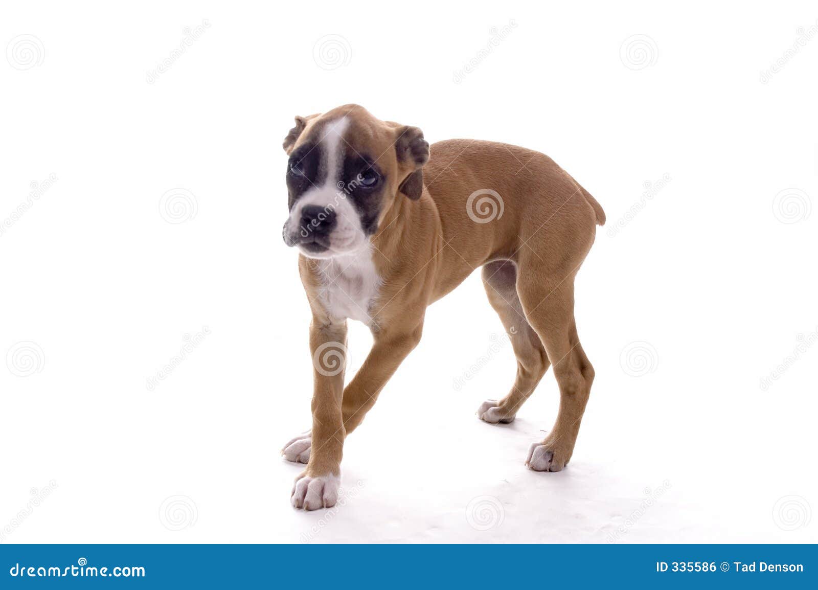 Boxer Step stock photo. Image of canine, chase, boxer, train - 335586