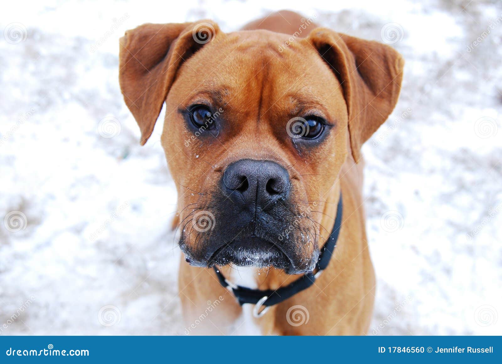 Boxer-Welpe stockfoto. Bild von hund, säugetier, welpe - 17846560
