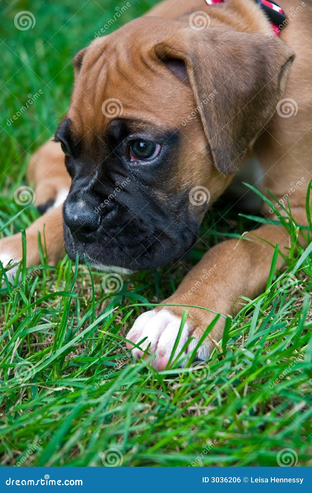 Boxer-Welpe auf Gras stockfoto. Bild von schutz, inländisch - 3036206