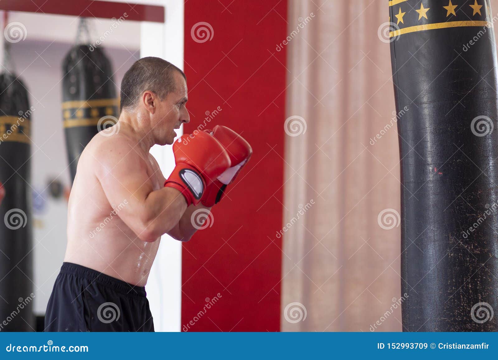 Boxer working stock image. Image of club, active, male - 152993709