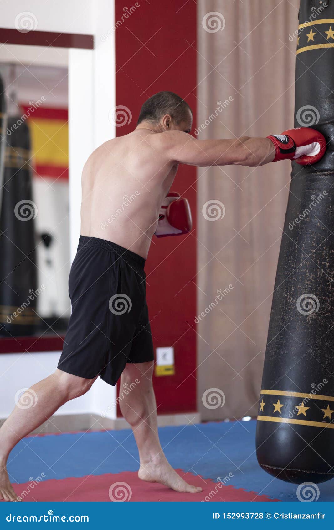 Boxer working stock photo. Image of club, care, muscular - 152993728
