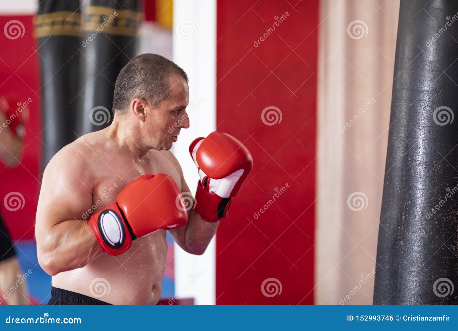 Boxer working stock photo. Image of mixedrace, exercising - 152993746